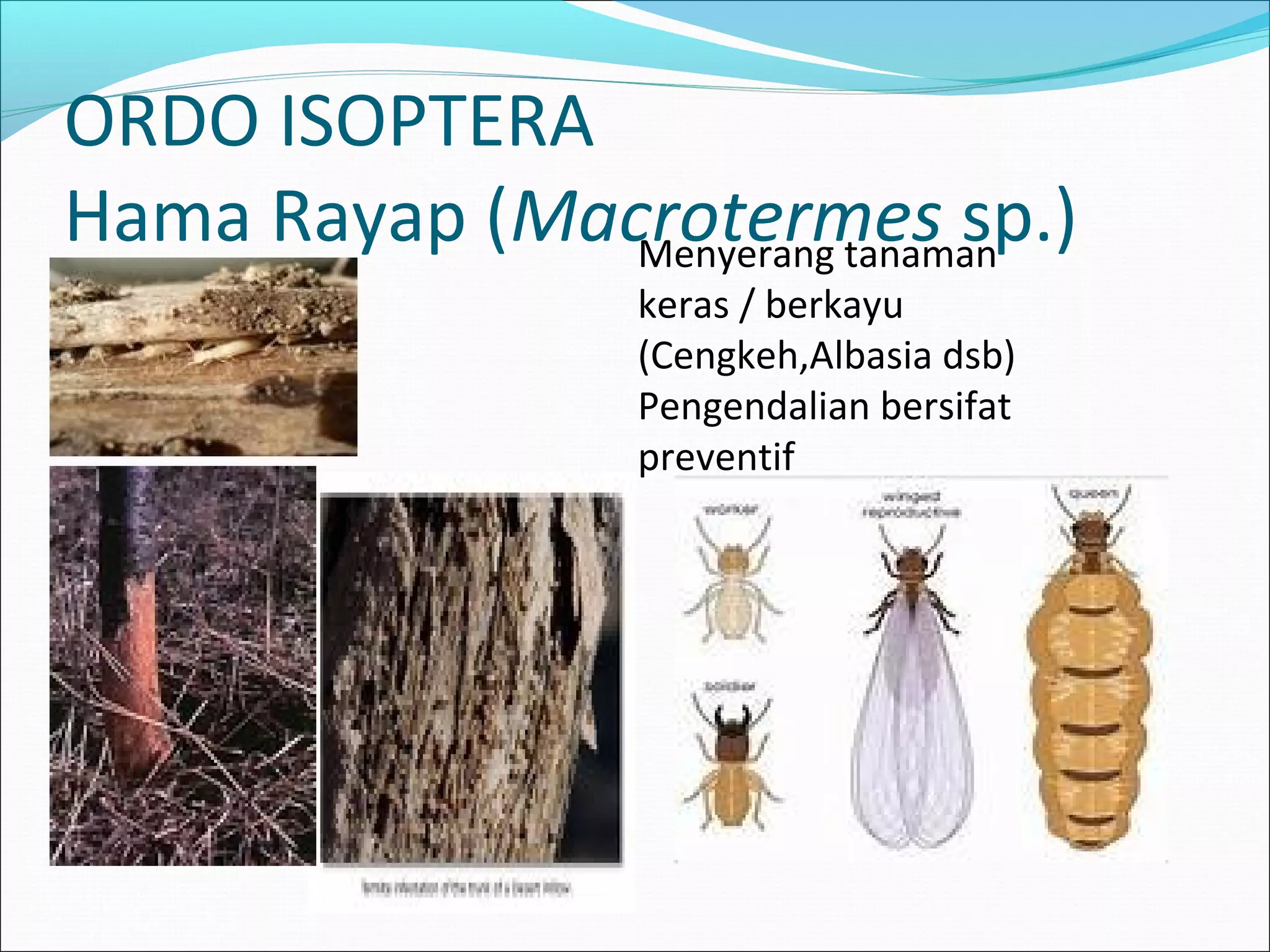 Ii. pengenalan tentang kelompok jenis hama Daslintan | PPT