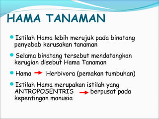 Ii. pengenalan tentang kelompok jenis hama Daslintan | PPT