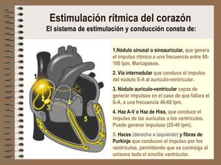 FENÓMENOS ELÉCTRICOS DEL CORAZON | PPTX