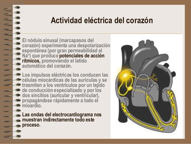 FENÓMENOS ELÉCTRICOS DEL CORAZON