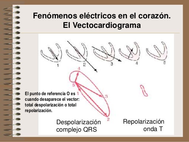 FENÓMENOS ELÉCTRICOS DEL CORAZON