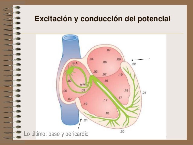 FENÓMENOS ELÉCTRICOS DEL CORAZON