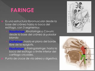 Ii.9. anatomofisiologia de la via aerea | PDF
