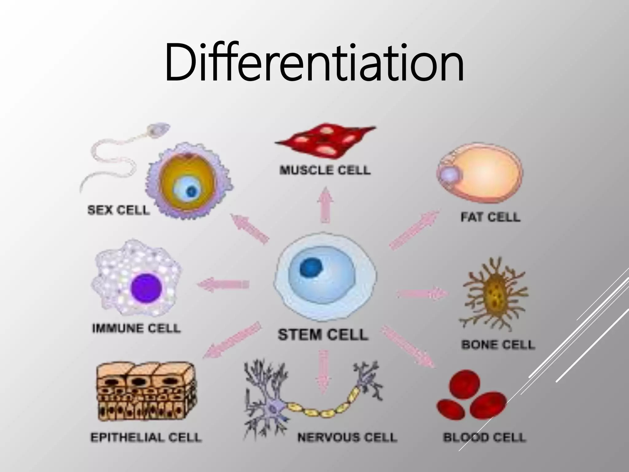 II. Introduction to cellular aberration.pptx