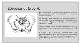 II. PELVIS ÓSEA.pdf