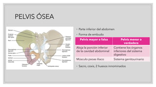 II. PELVIS ÓSEA.pdf