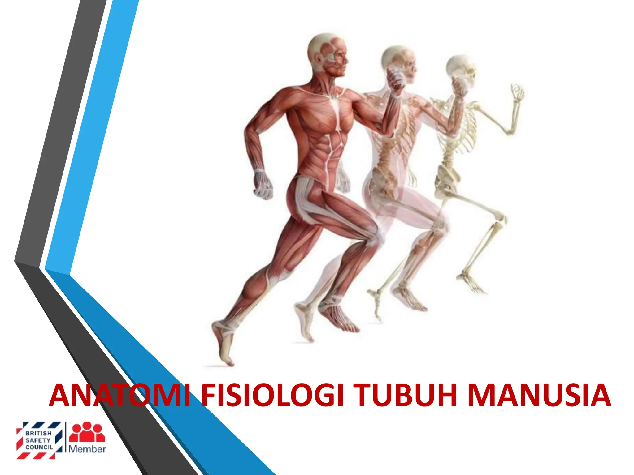 Anatomi Fisiologi Tubuh Manusia (Anatomy and Physiology of the Human Body) | PPT