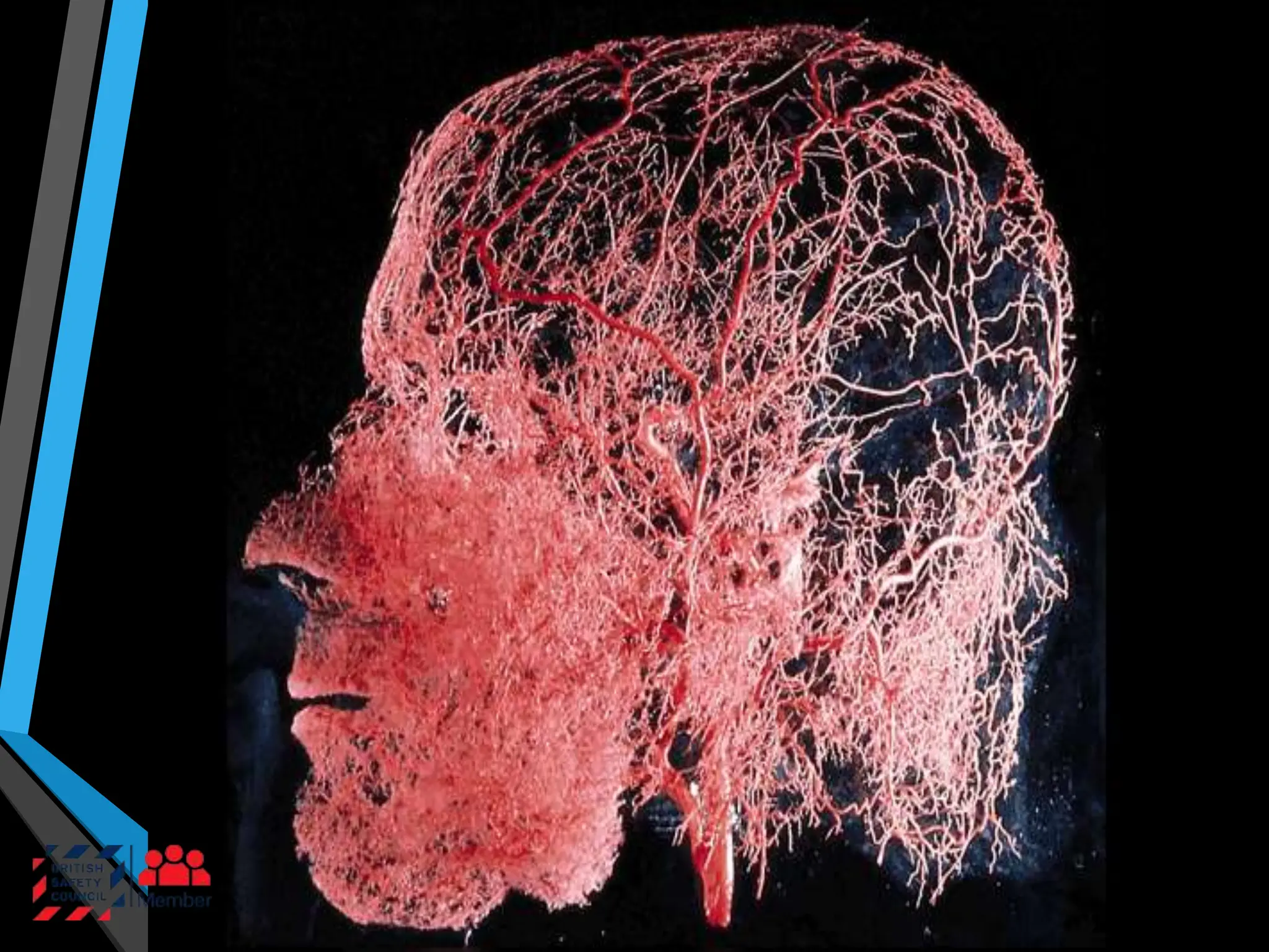 Anatomi Fisiologi Tubuh Manusia (Anatomy and Physiology of the Human ...