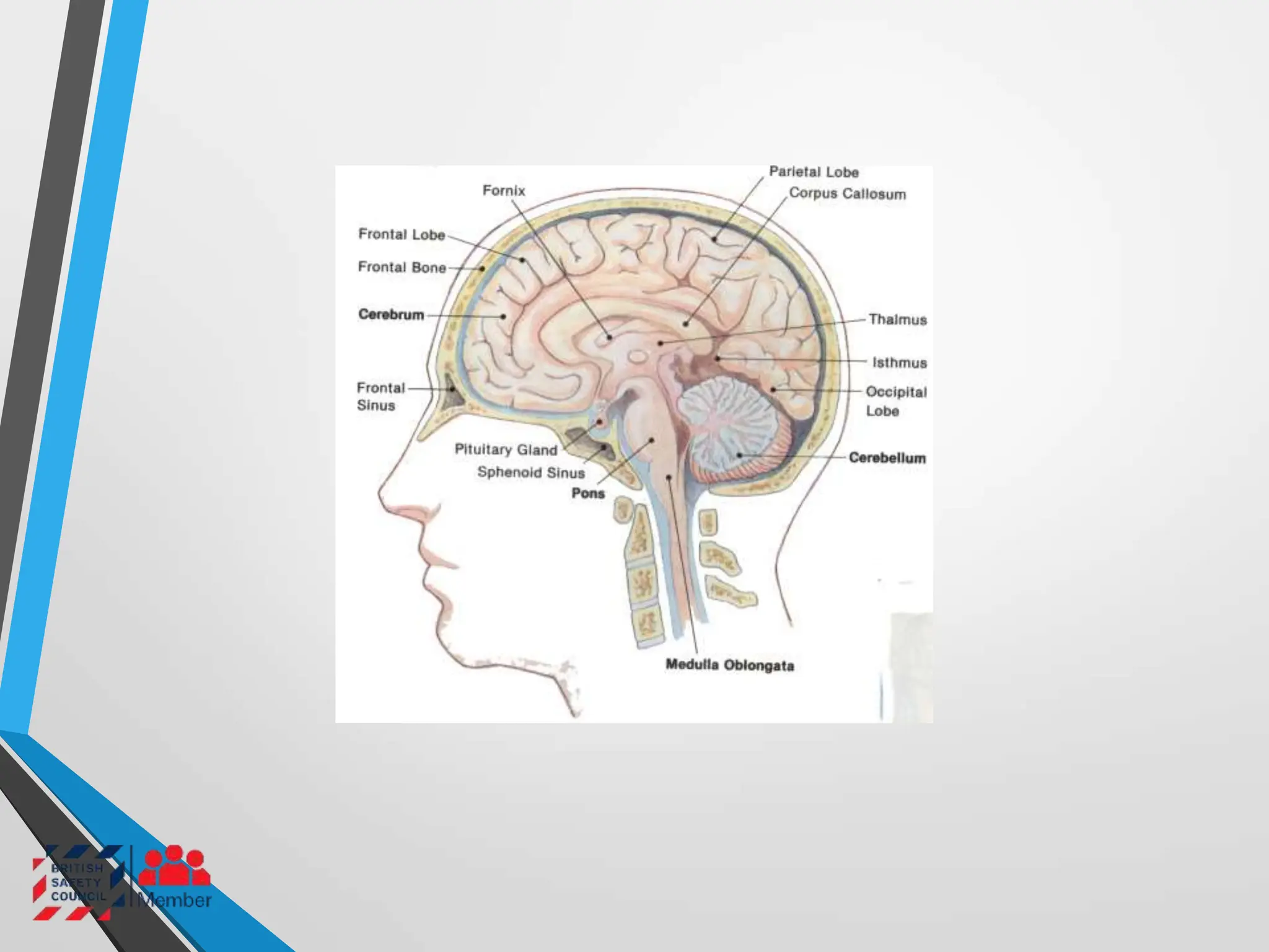 Anatomi Fisiologi Tubuh Manusia (Anatomy and Physiology of the Human ...