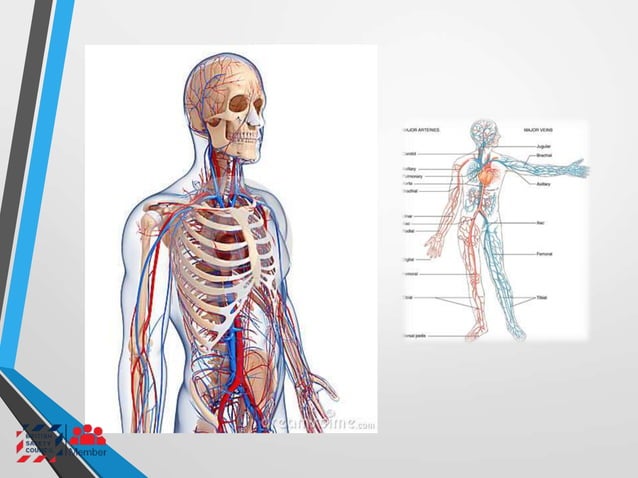 Anatomi Fisiologi Tubuh Manusia (Anatomy and Physiology of the Human Body) | PPT