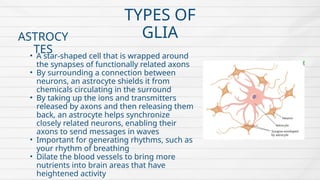 II. Nerve Cells, Nerve Impulses, and Synapses.pptx