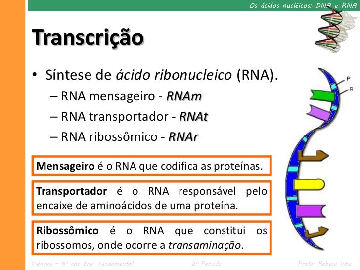 II. 3 Os ácidos nucléicos