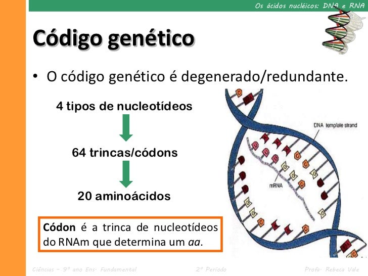 II. 3 Os ácidos nucléicos