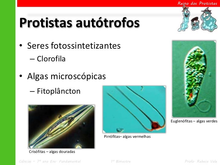 II.3 Reino Protoctista