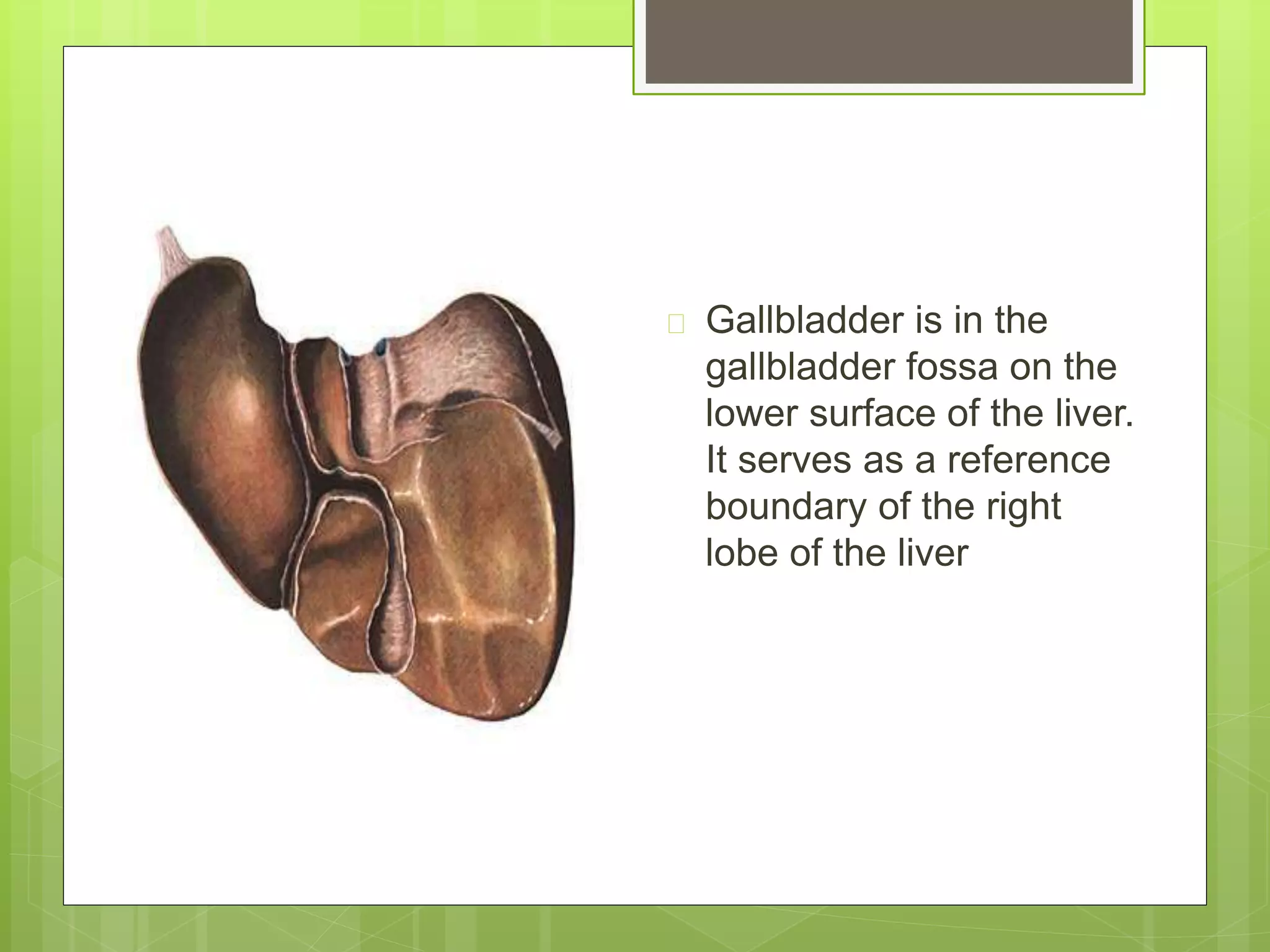 Anatomy of gall bladder and excretory bile ducts | PPT