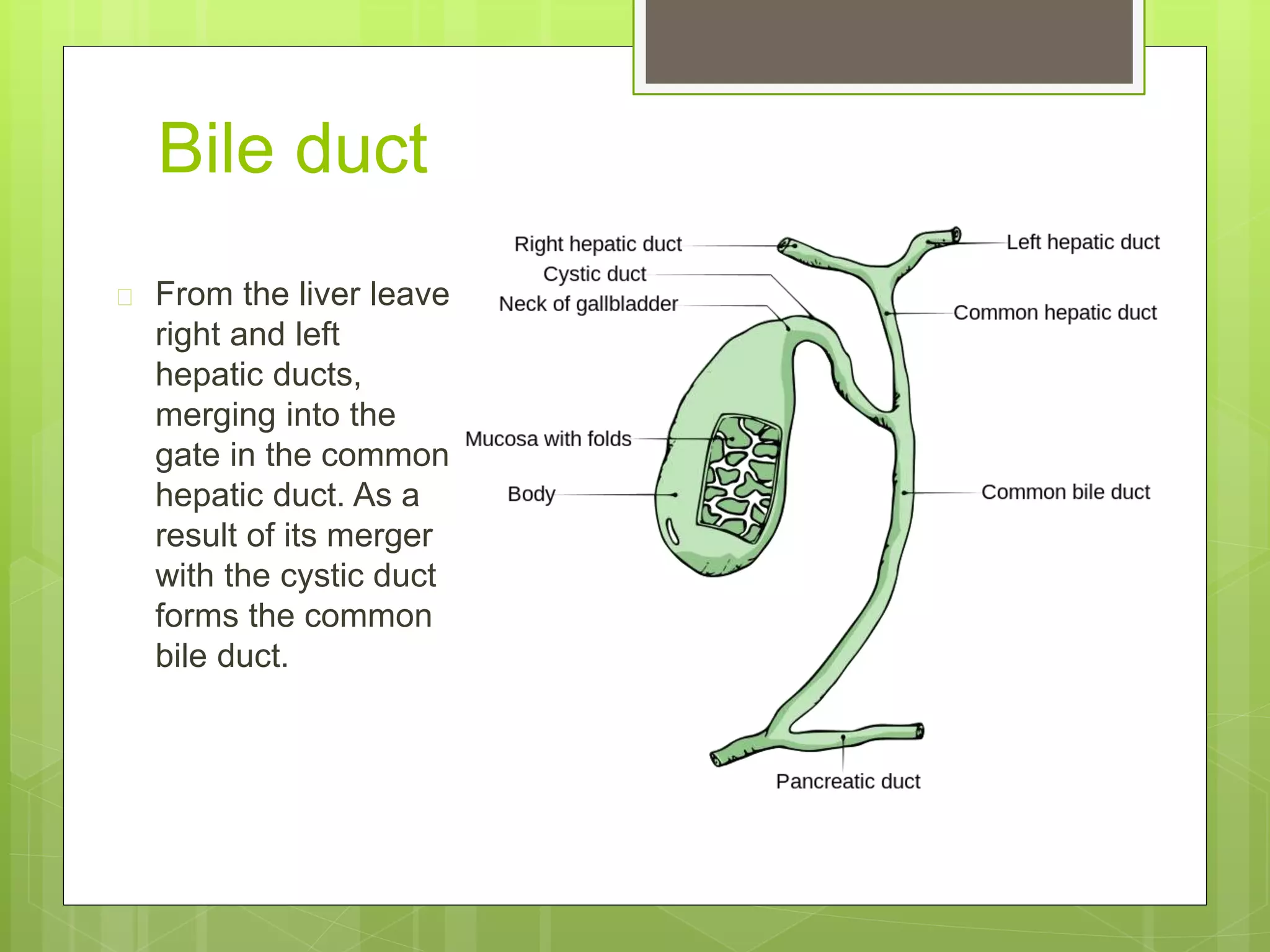 Anatomy of gall bladder and excretory bile ducts | PPTX