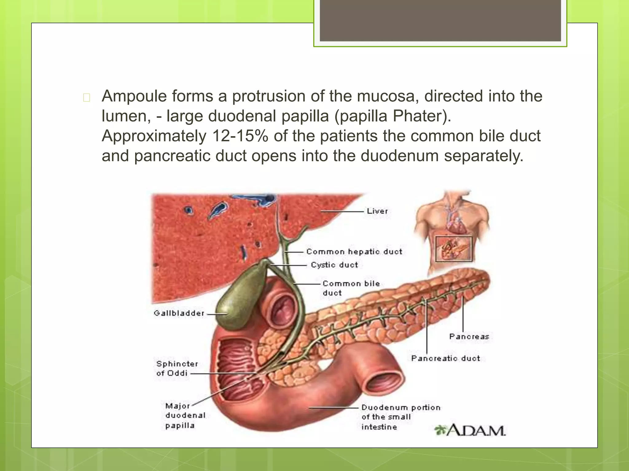 Anatomy of gall bladder and excretory bile ducts | PPTX