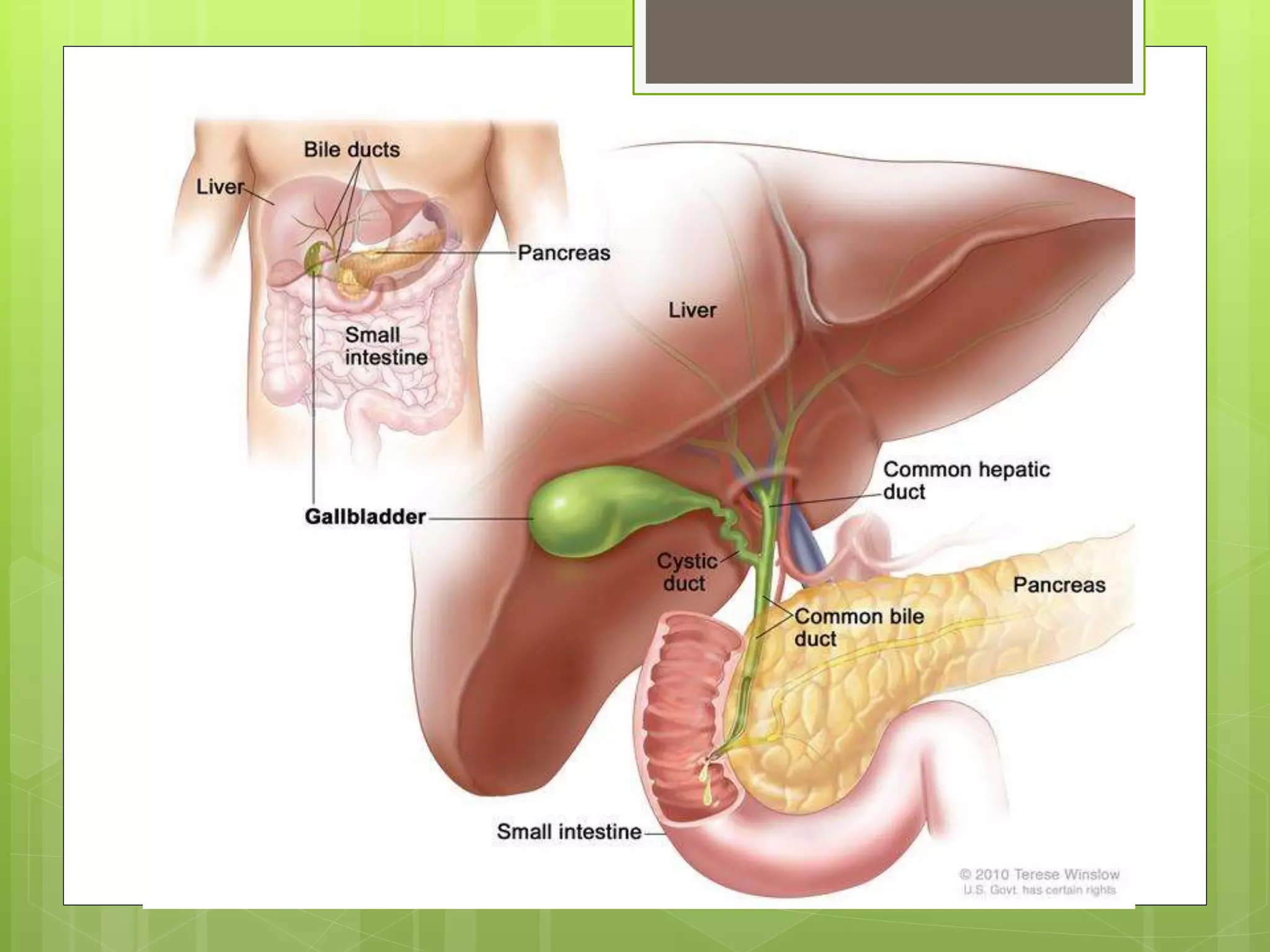 Anatomy of gall bladder and excretory bile ducts | PPTX
