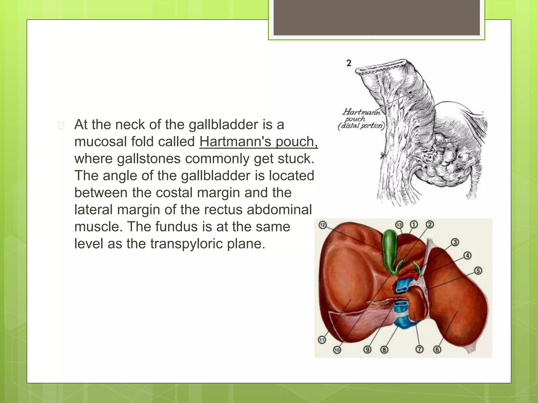 Anatomy of gall bladder and excretory bile ducts | PPTX