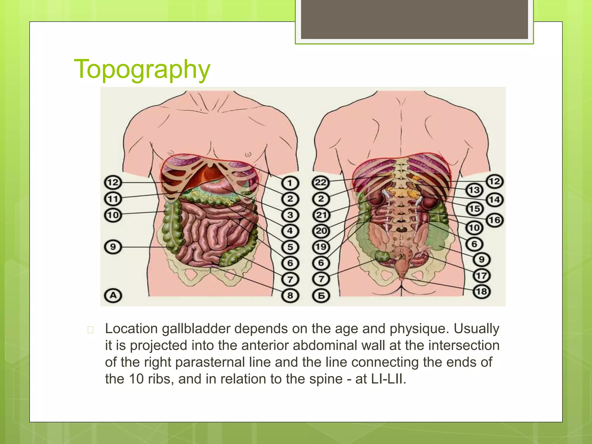 Anatomy of gall bladder and excretory bile ducts | PPTX