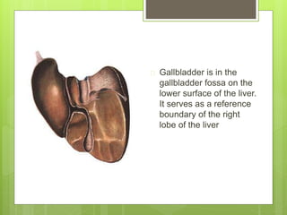 Anatomy of gall bladder and excretory bile ducts | PPTX