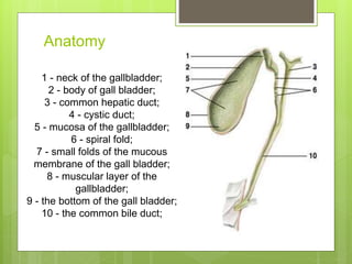 Anatomy of gall bladder and excretory bile ducts | PPTX
