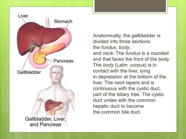 Anatomy of gall bladder and excretory bile ducts | PPTX
