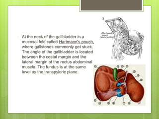 Anatomy of gall bladder and excretory bile ducts | PPTX