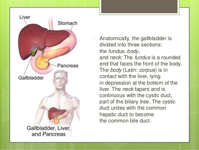 Anatomy of gall bladder and excretory bile ducts