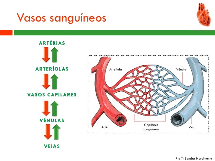 II - SISTEMA CIRCULATÓRIO