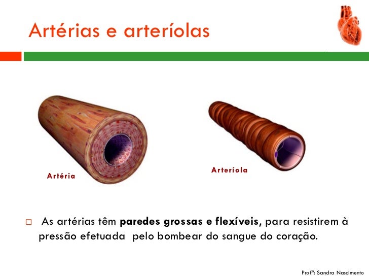 II - SISTEMA CIRCULATÓRIO