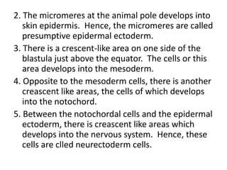Developmental Biology | PPTX