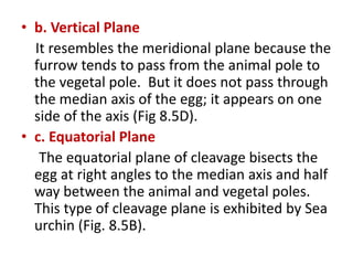 Developmental Biology | PPTX