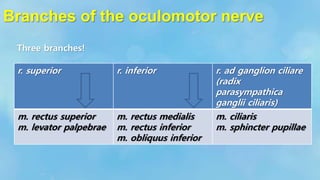 III., IV. and VI. cranial nerves | PPSX | Brain and Nervous System ...