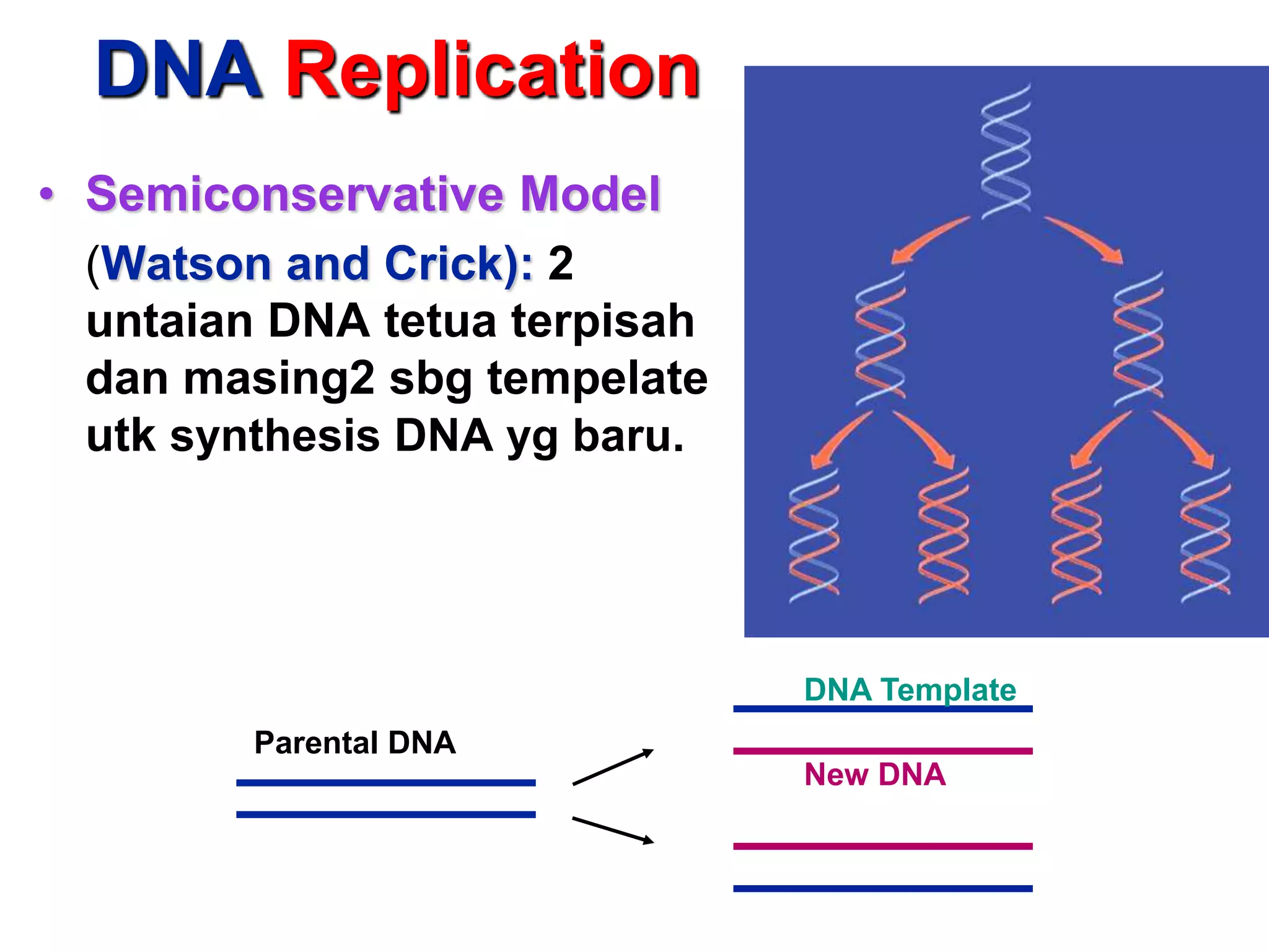 III. Replikasi dan ekspresi Gen.ppt