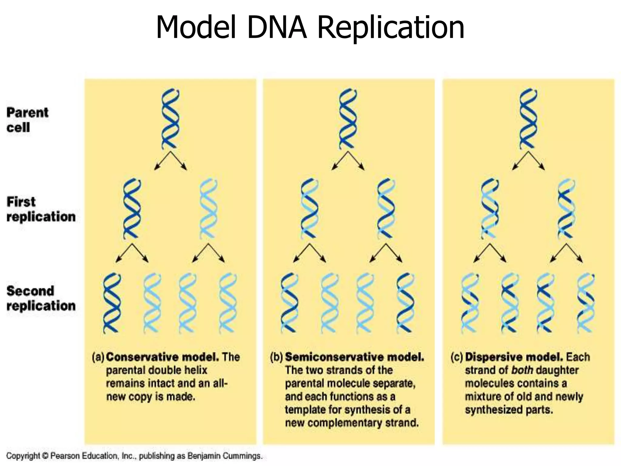 III. Replikasi dan ekspresi Gen.ppt
