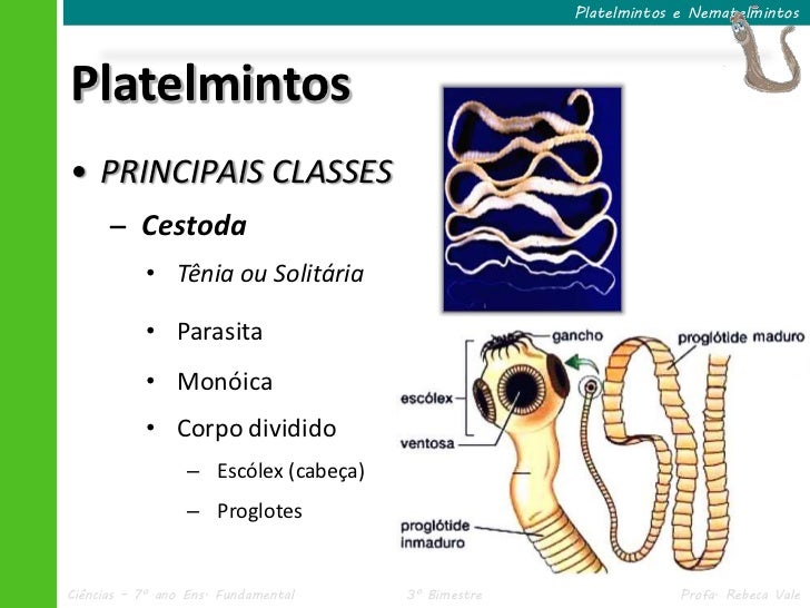 III.2 Platelmintos e Nematelmintos
