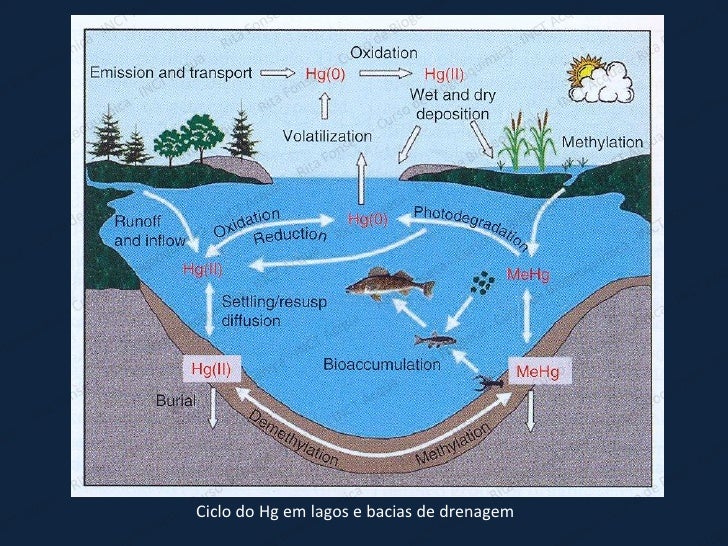 Curso de Biogeoquímica de Sedimentos Aquáticos - Parte III