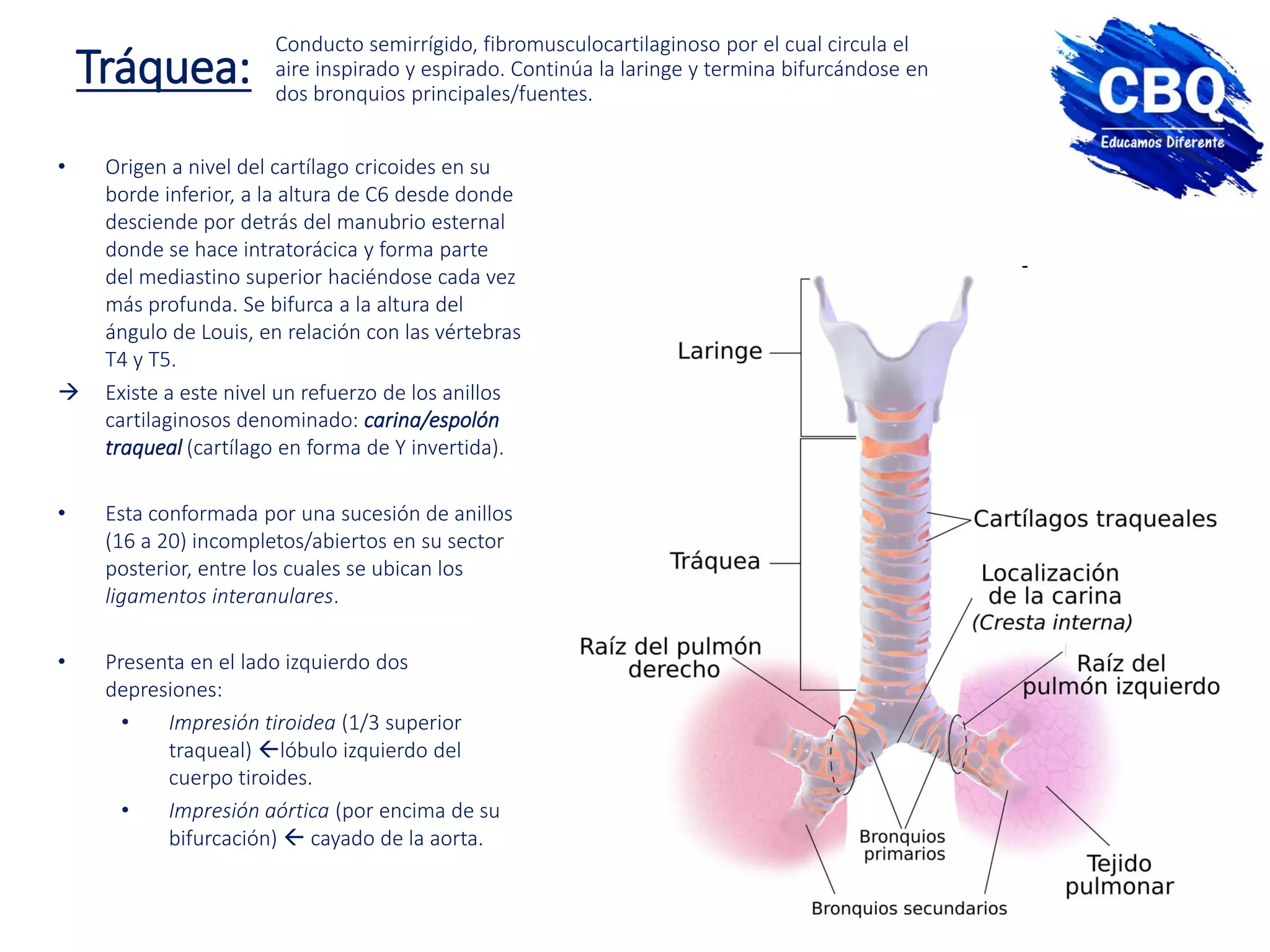 iii-torax.pdf
