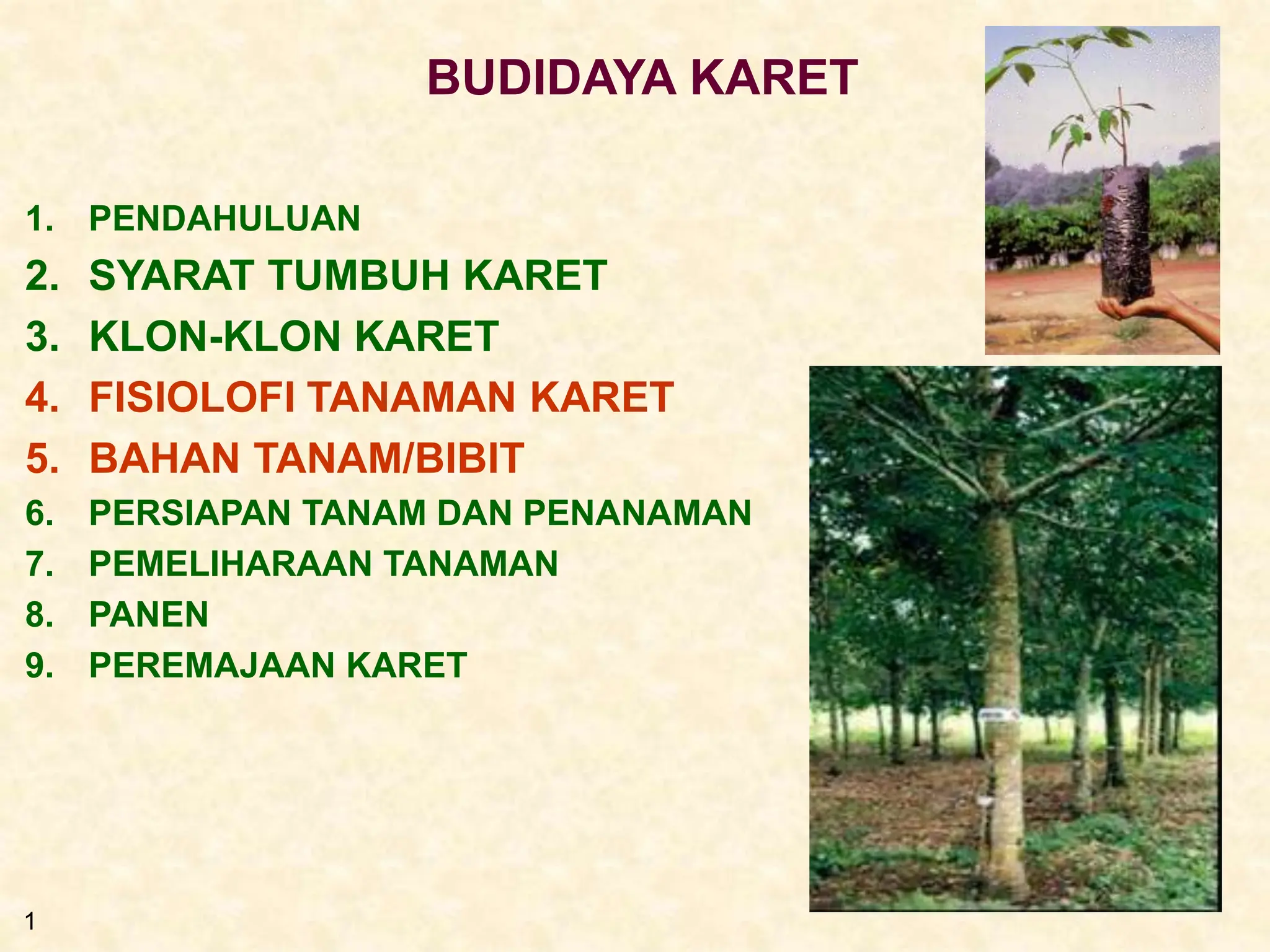 FISIOLOGI TANAMAN KARET DAN PERKEBUNAN, TANAMAN KEBUN | PPT