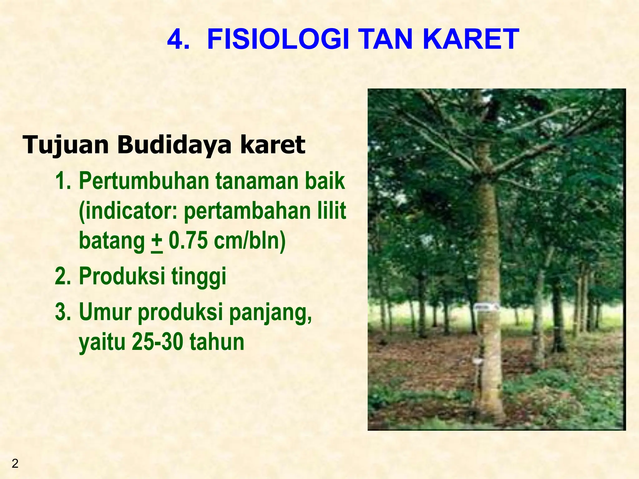 FISIOLOGI TANAMAN KARET DAN PERKEBUNAN, TANAMAN KEBUN | PPT