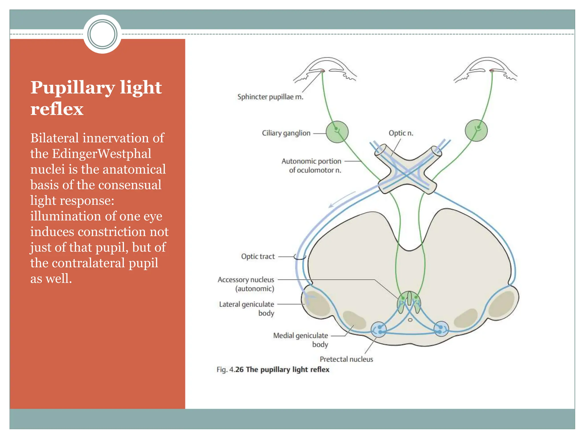 III, IV, VI Cranial nervess on the movement of eye | PPTX