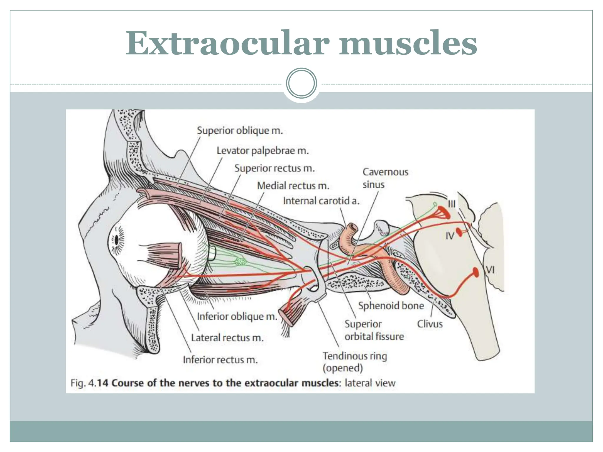 III, IV, VI Cranial nervess on the movement of eye | PPTX