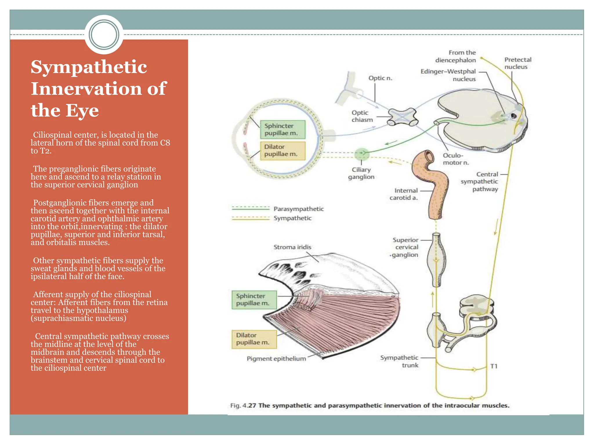 III, IV, VI Cranial nervess on the movement of eye | PPTX