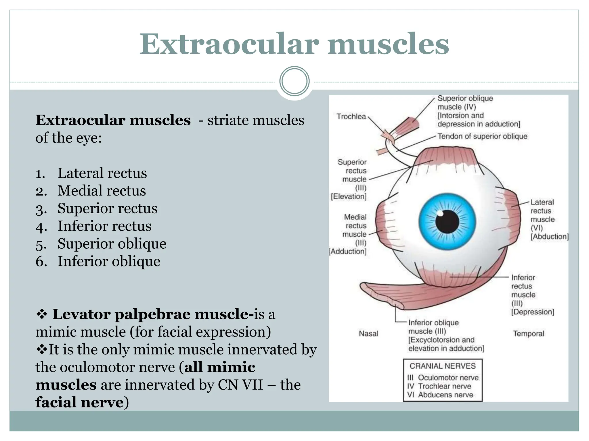 III, IV, VI Cranial nervess on the movement of eye | PPTX