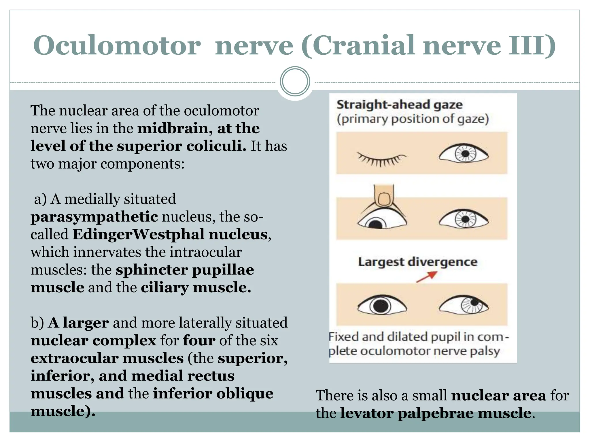III, IV, VI Cranial nervess on the movement of eye | PPTX