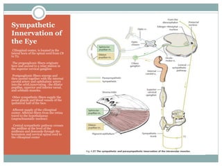 III, IV, VI Cranial nervess on the movement of eye | PPT