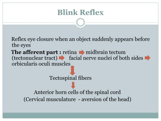 III, IV, VI Cranial nervess on the movement of eye | PPT