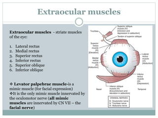 III, IV, VI Cranial nervess on the movement of eye | PPT