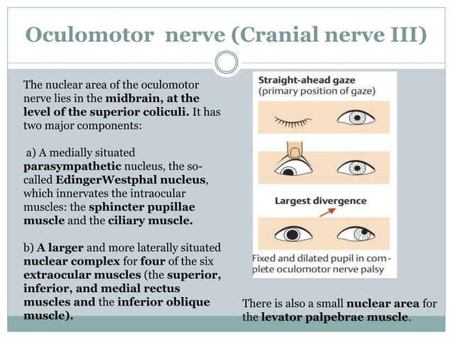 III, IV, VI Cranial nervess on the movement of eye | PPT